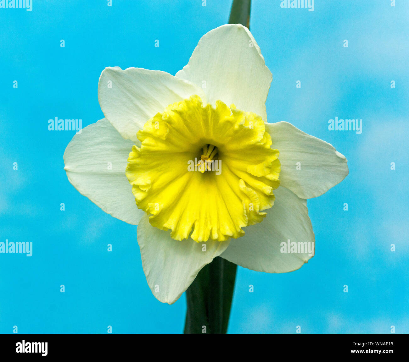Plant.Daffodil.Narcissus.variety Ice Follies.Portrait against blue ...