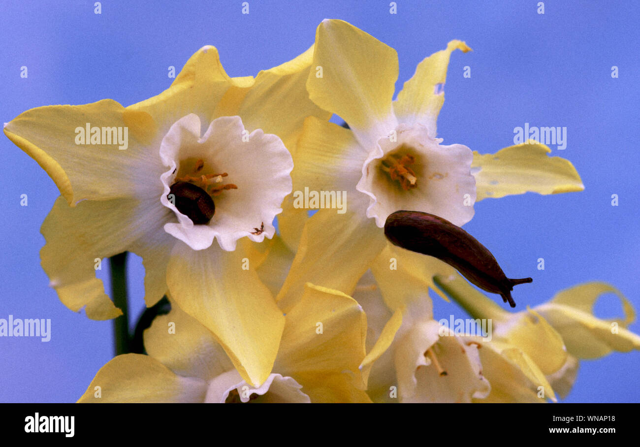 Narcissus Pipit High Resolution Stock Photography and Images - Alamy