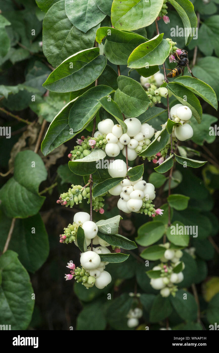 Plant.Shrub.Snowberry (Symphoricarpos rivularis).Flowers and berries ...