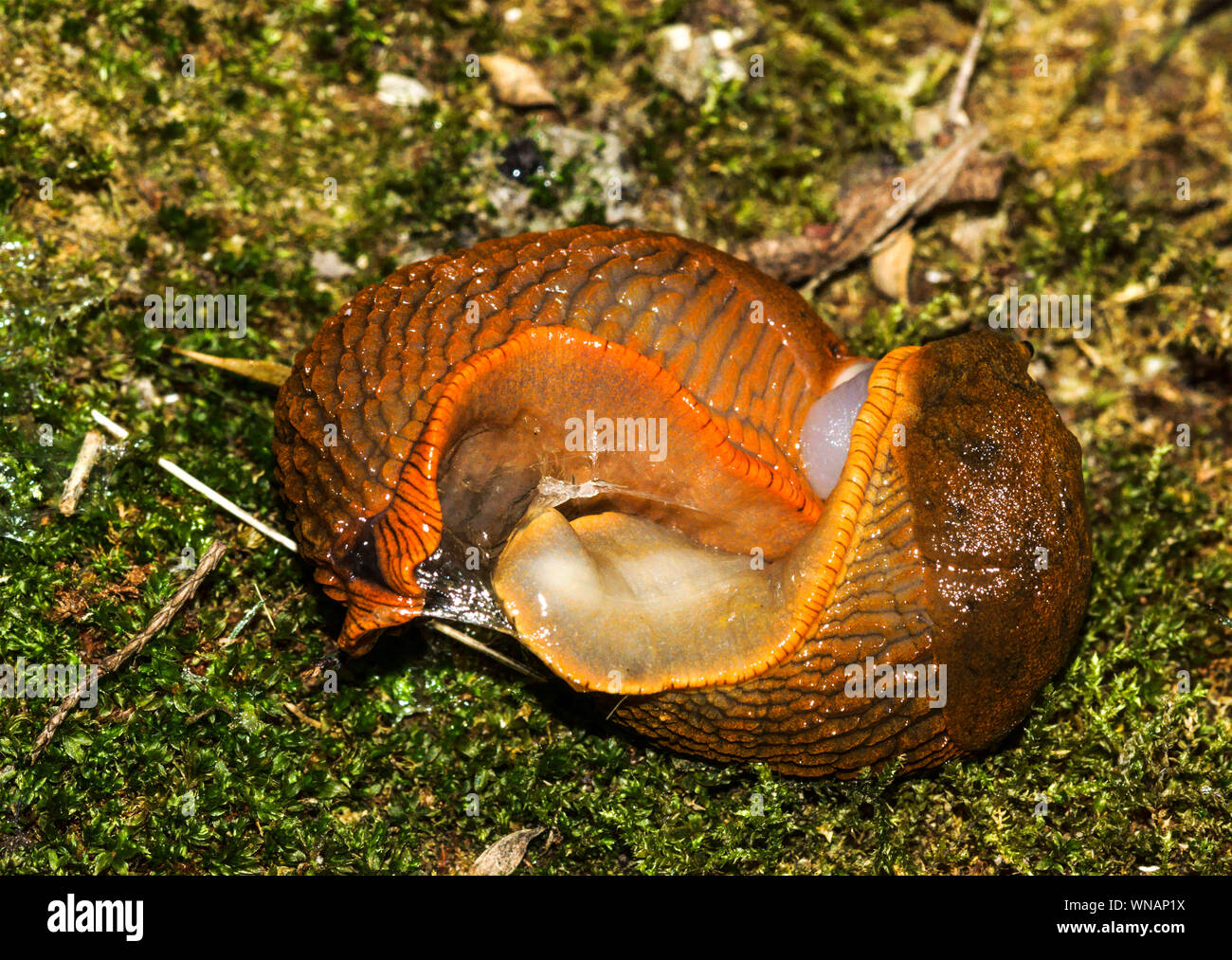 Mating slugs hi-res stock photography and images - Alamy