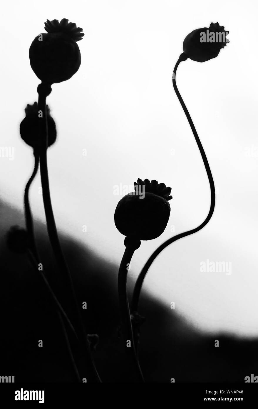 Low growing pink rose hi-res stock photography and images - Alamy