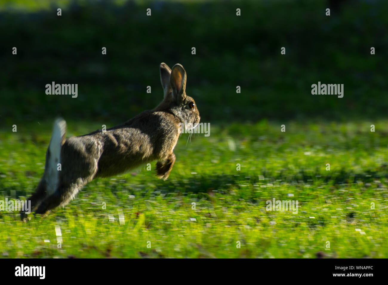 Rabbit running hi-res stock photography and images - Alamy
