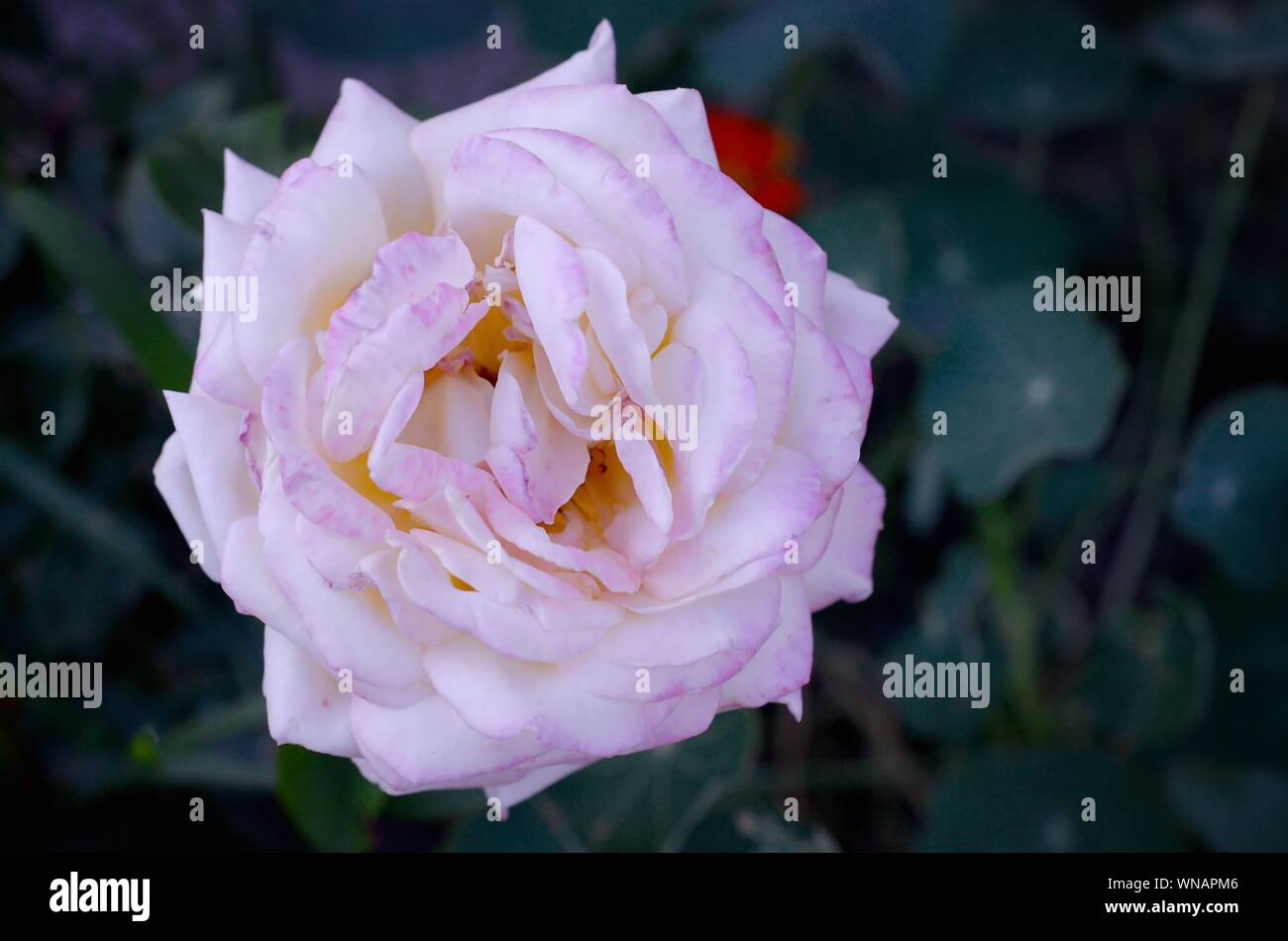 White rose flower on dark green blurred background. Garden Rose Rosa ...