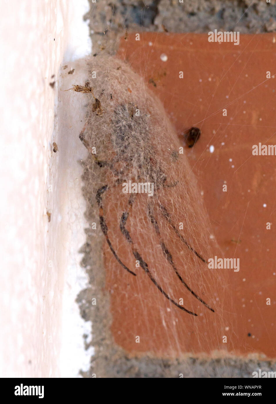 Large spider outside a bungalow in Madagascar Stock Photo - Alamy