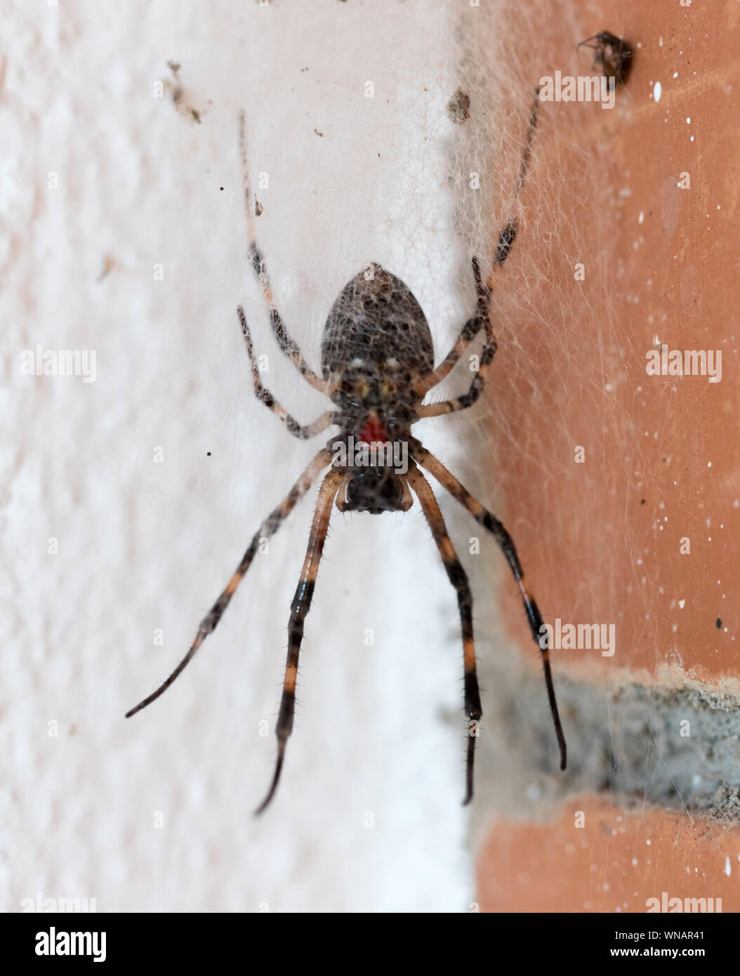 Large spider outside a bungalow in Madagascar Stock Photo - Alamy