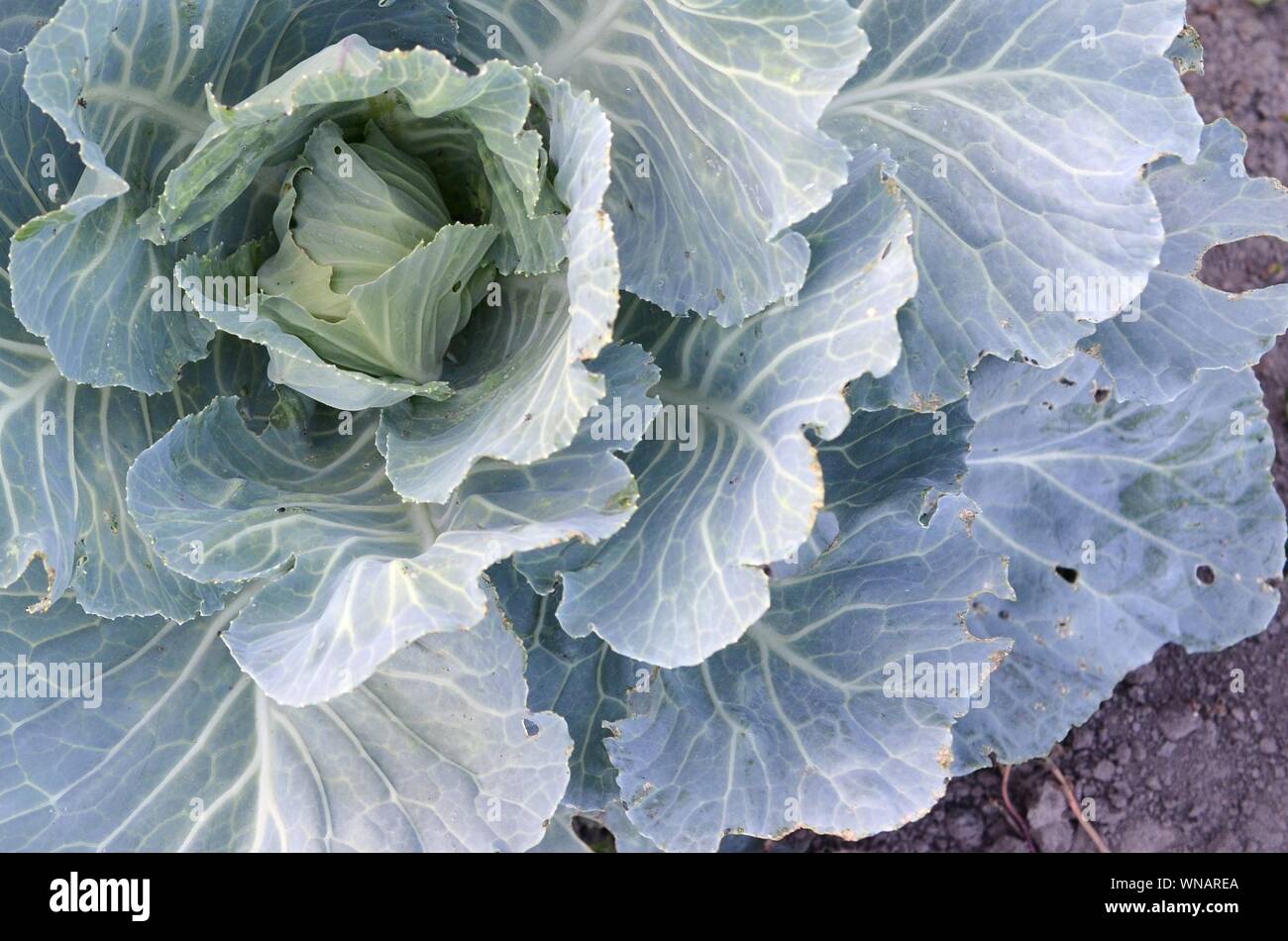 Fresh cabbage from farm field in the garden. View of green plants ...