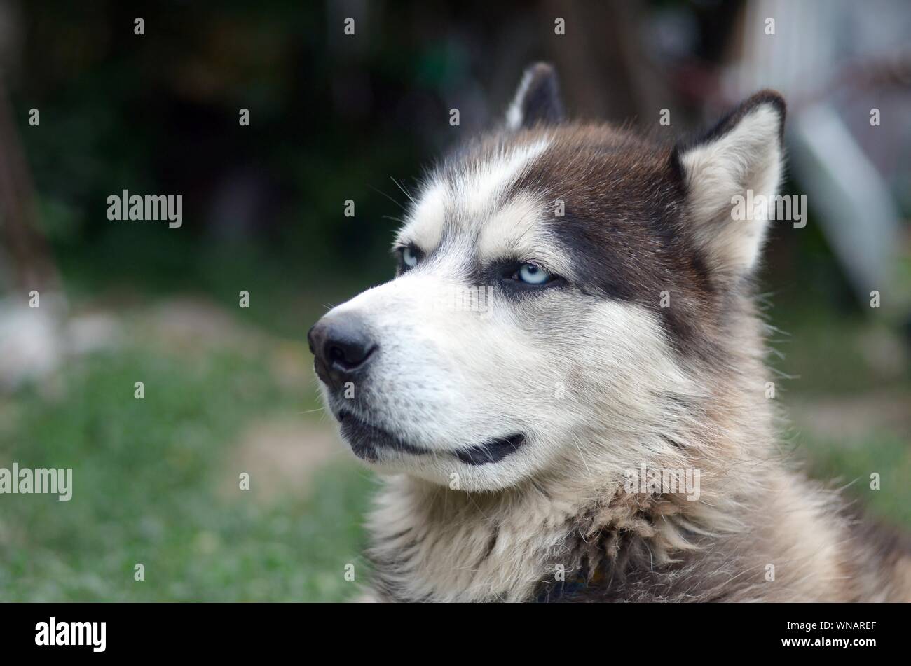 Alaskan Malamute with blue eyes. The Arctic Malamute is a wonderful ...