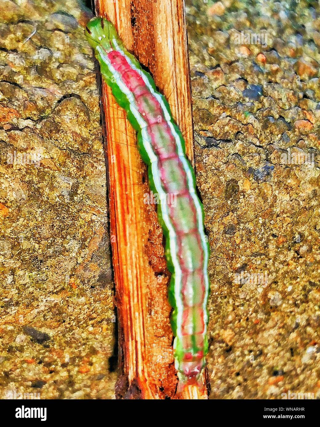 Stick caterpillar hi-res stock photography and images - Alamy