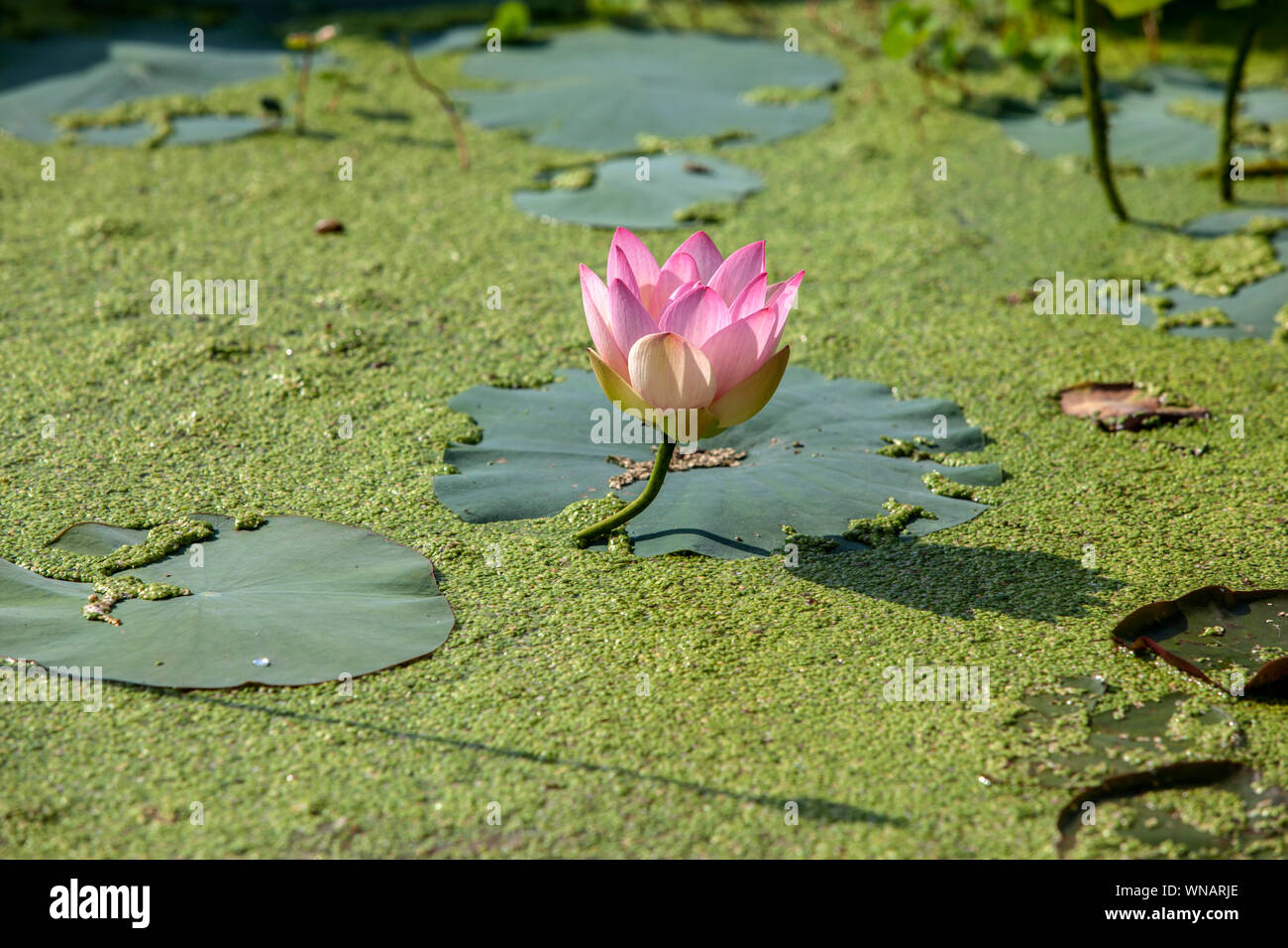Swamp lily flower hi-res stock photography and images - Alamy