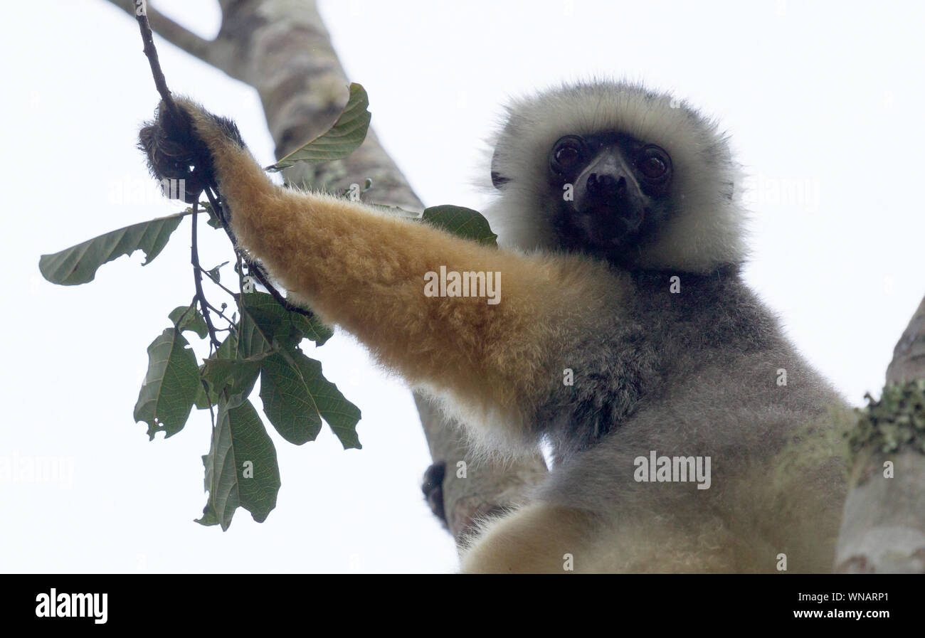 Golden Sifaka, dancing lemur of Madagascar, Africa Stock Photo - Alamy