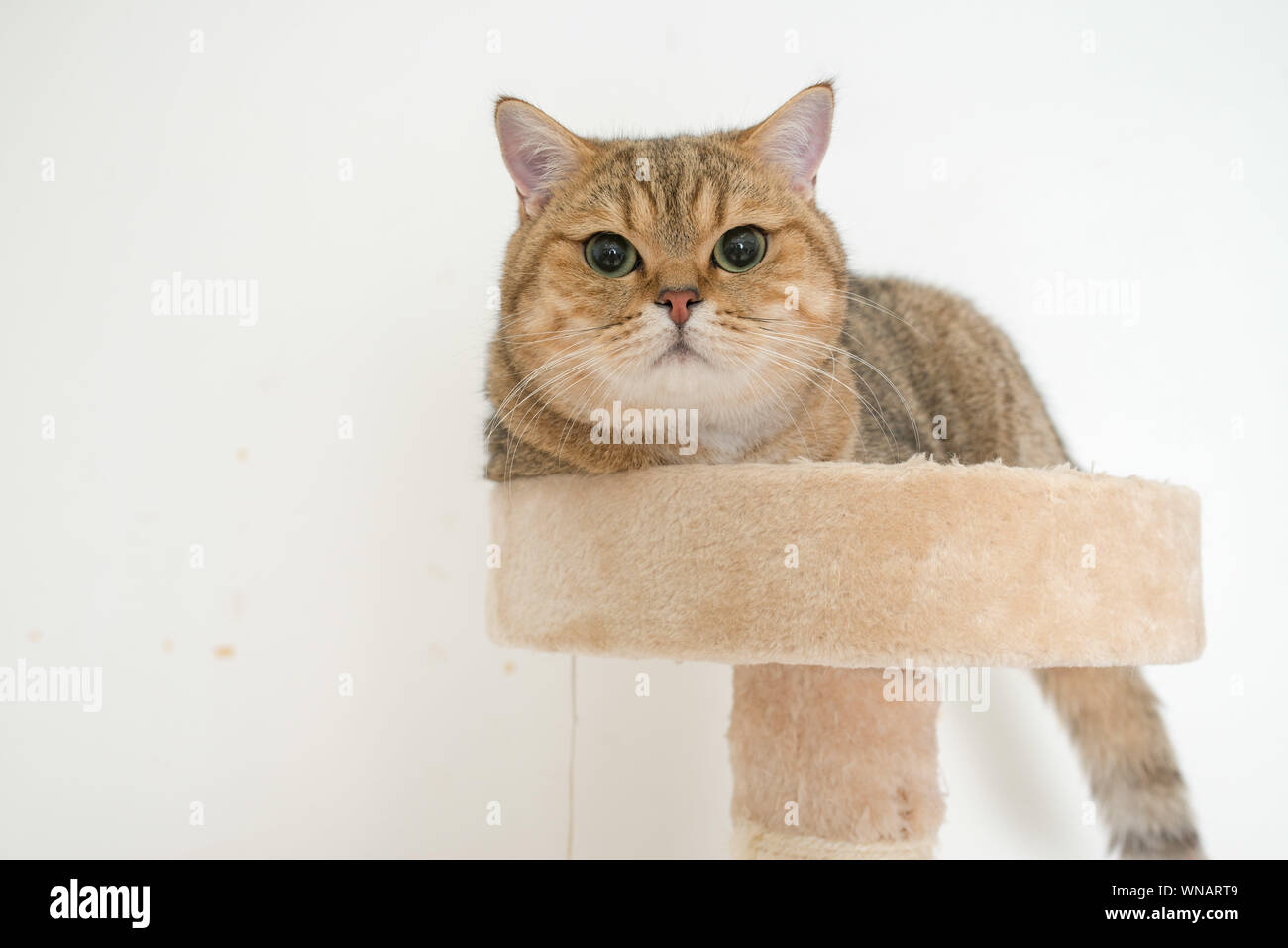 Cat stool hi-res stock photography and images - Alamy
