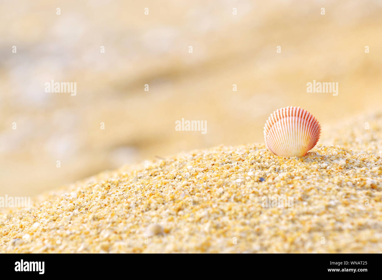 Clamshell hi-res stock photography and images - Alamy
