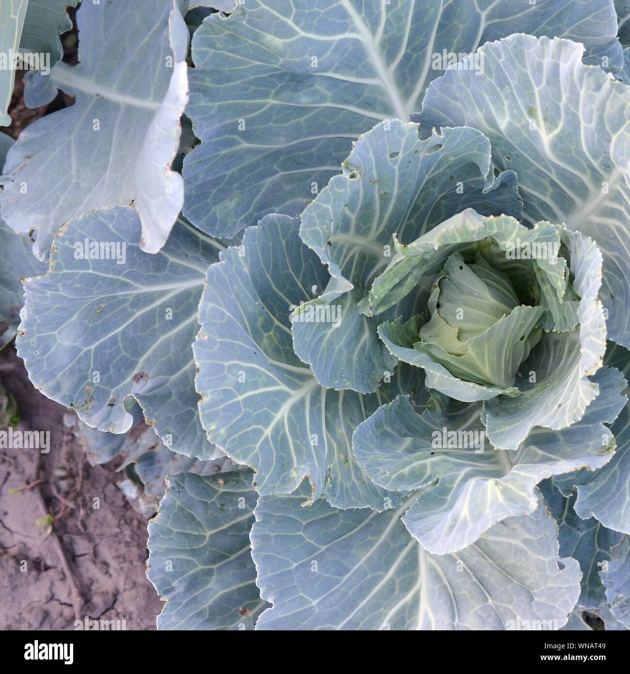 Fresh cabbage from farm field in the garden. View of green plants ...