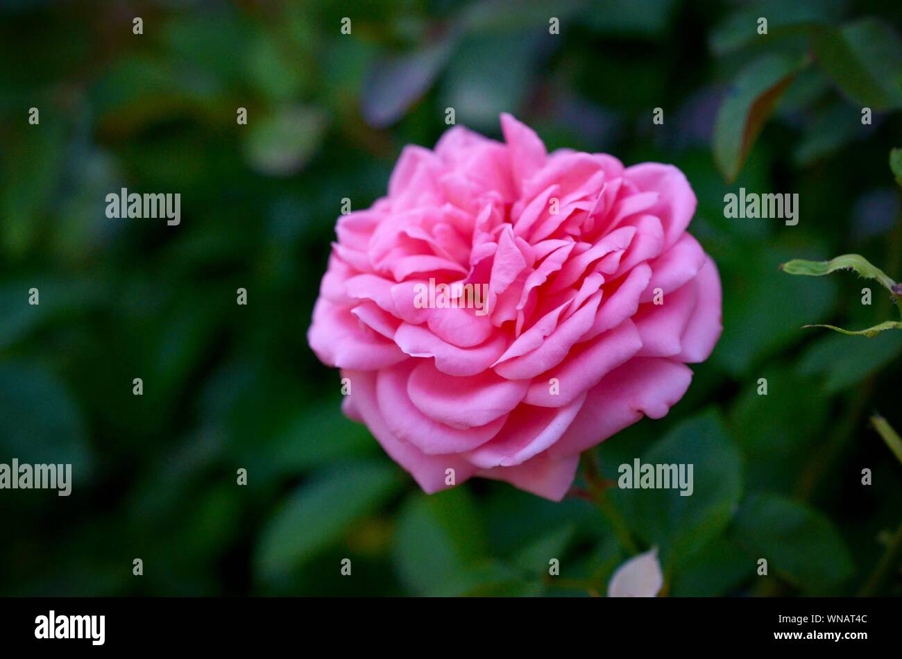 Coral rose flower on dark green blurred background. Garden Rose Rosa ...