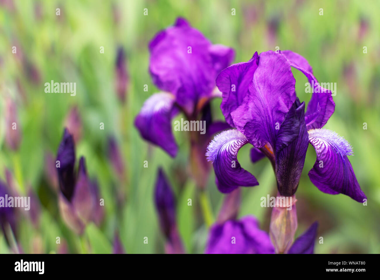 Fleur de lis flower bed. Flower de luce blooming. Spring flowers blossom Stock Photo - Alamy