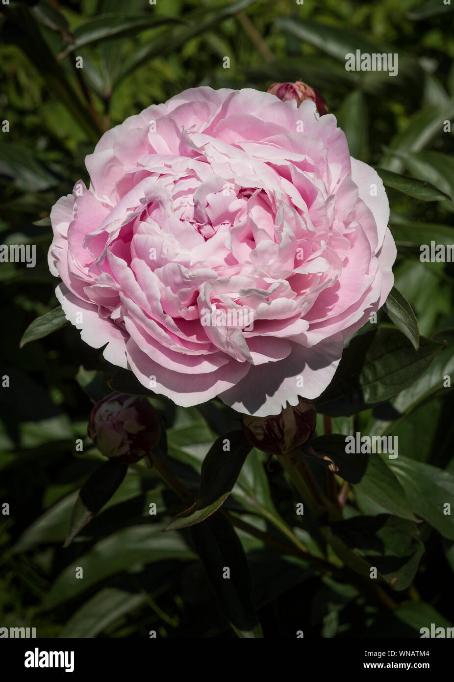 Peony planting hi-res stock photography and images - Alamy