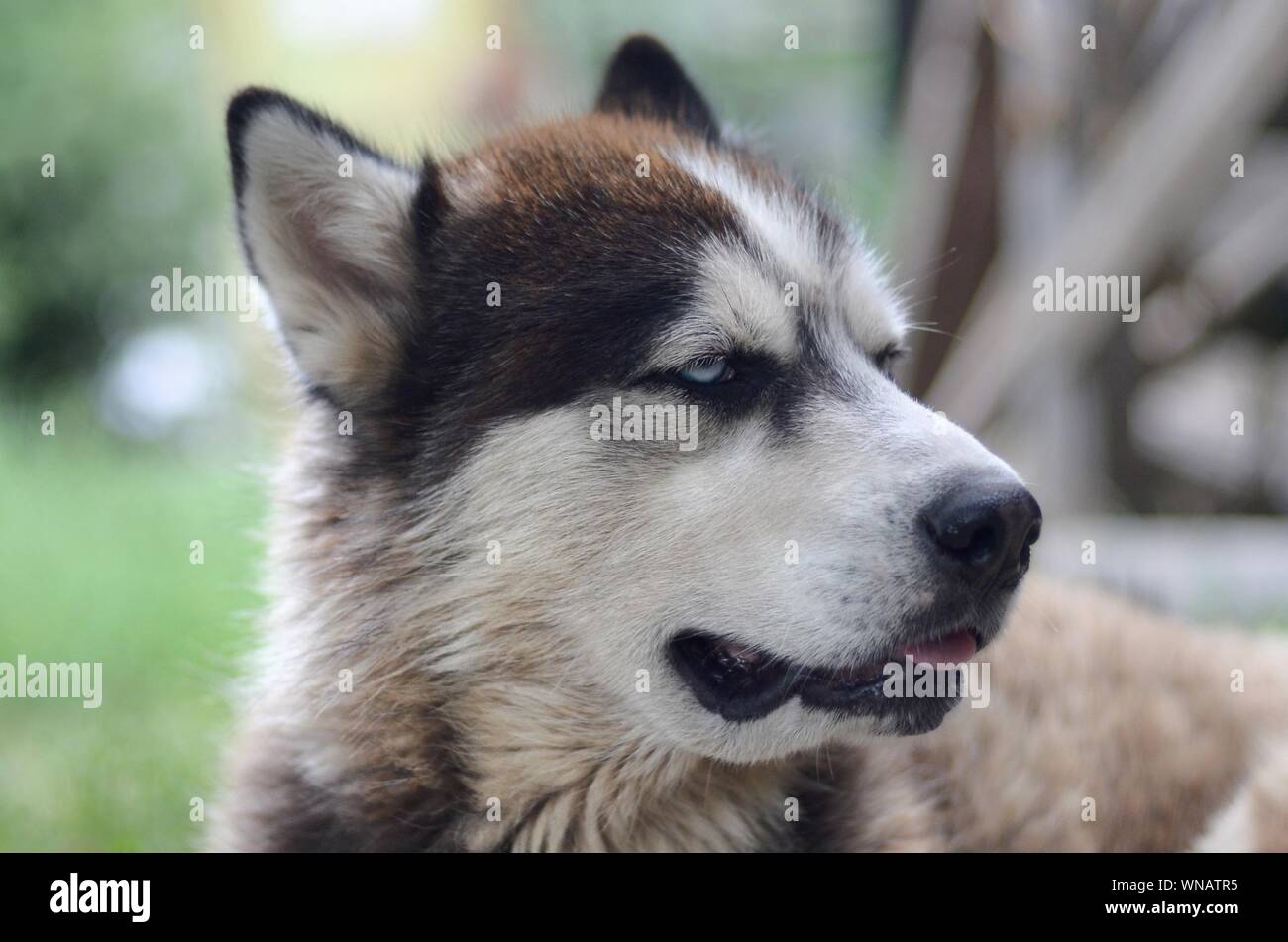 Alaskan Malamute with blue eyes. The Arctic Malamute is a wonderful ...