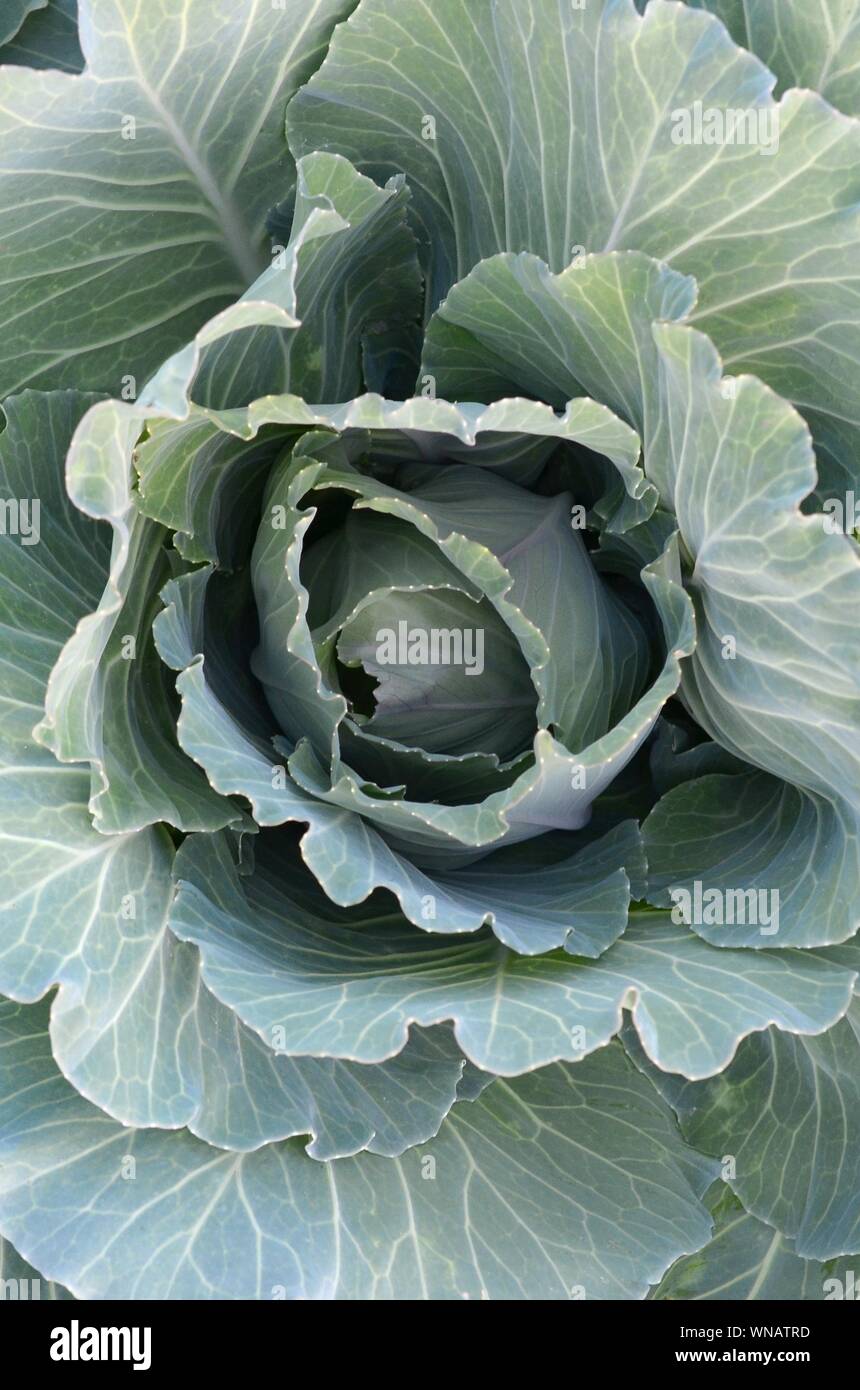 Fresh cabbage from farm field in the garden. View of green plants ...