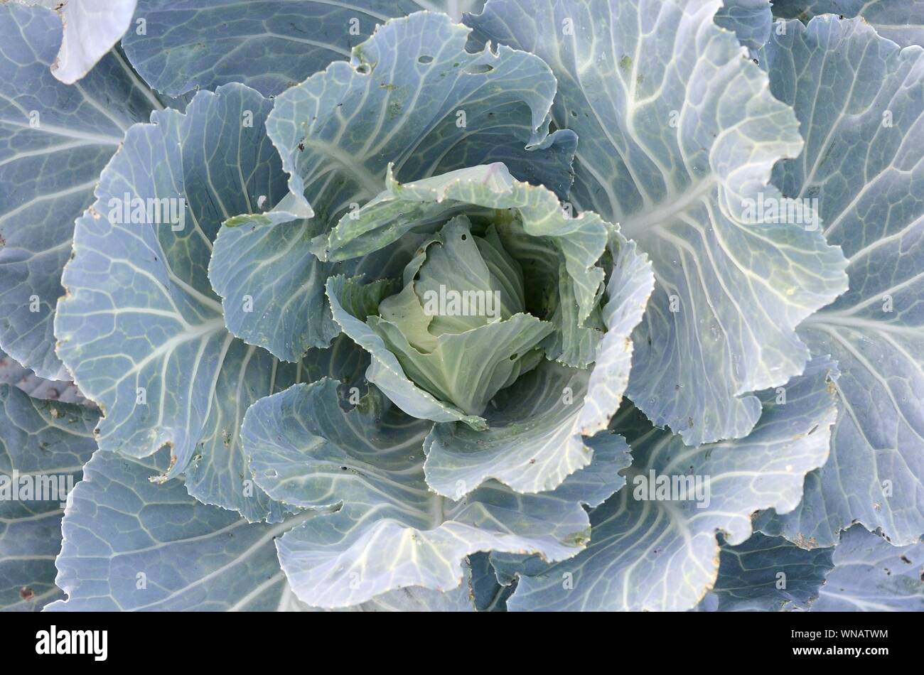 Fresh cabbage from farm field in the garden. View of green plants ...