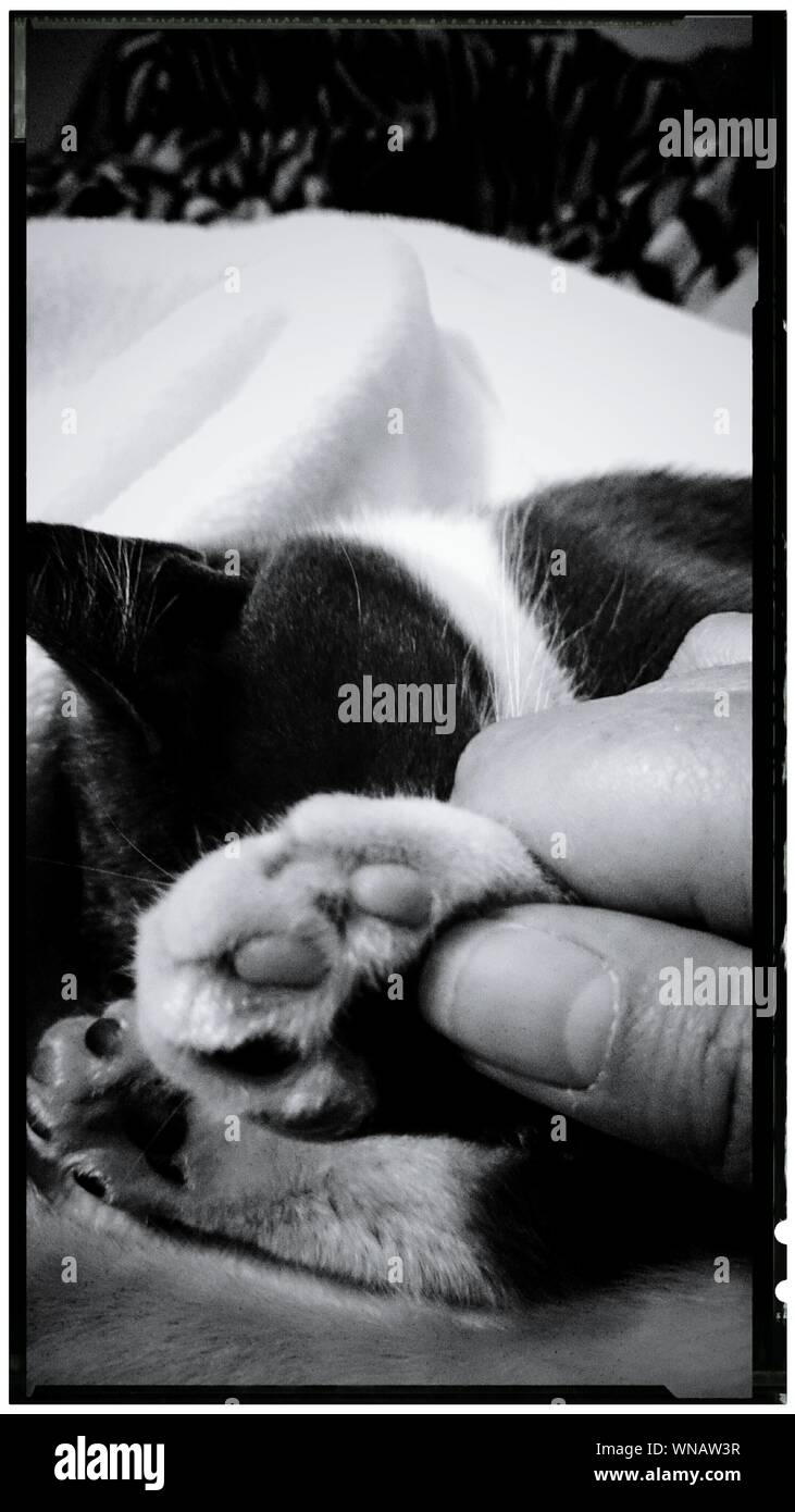 Paw to hand Cut Out Stock Images & Pictures - Alamy
