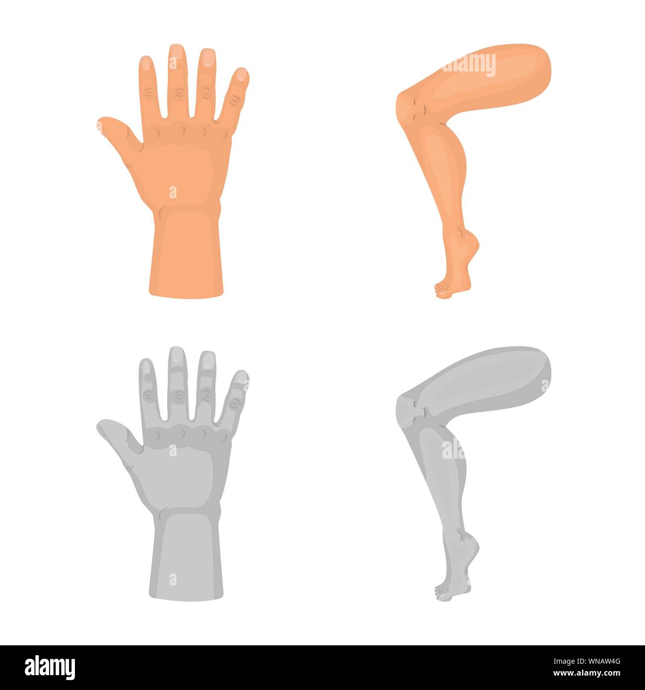 Vector design of body and part sign. Collection of body and anatomy ...