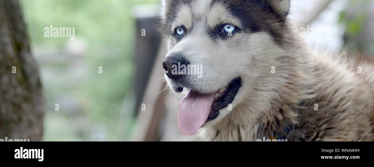 Alaskan Malamute with blue eyes. The Arctic Malamute is a wonderful ...