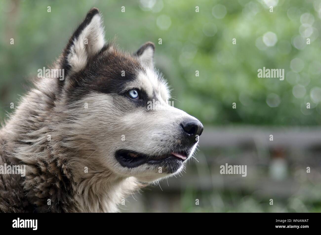 Alaskan Malamute with blue eyes. The Arctic Malamute is a wonderful ...