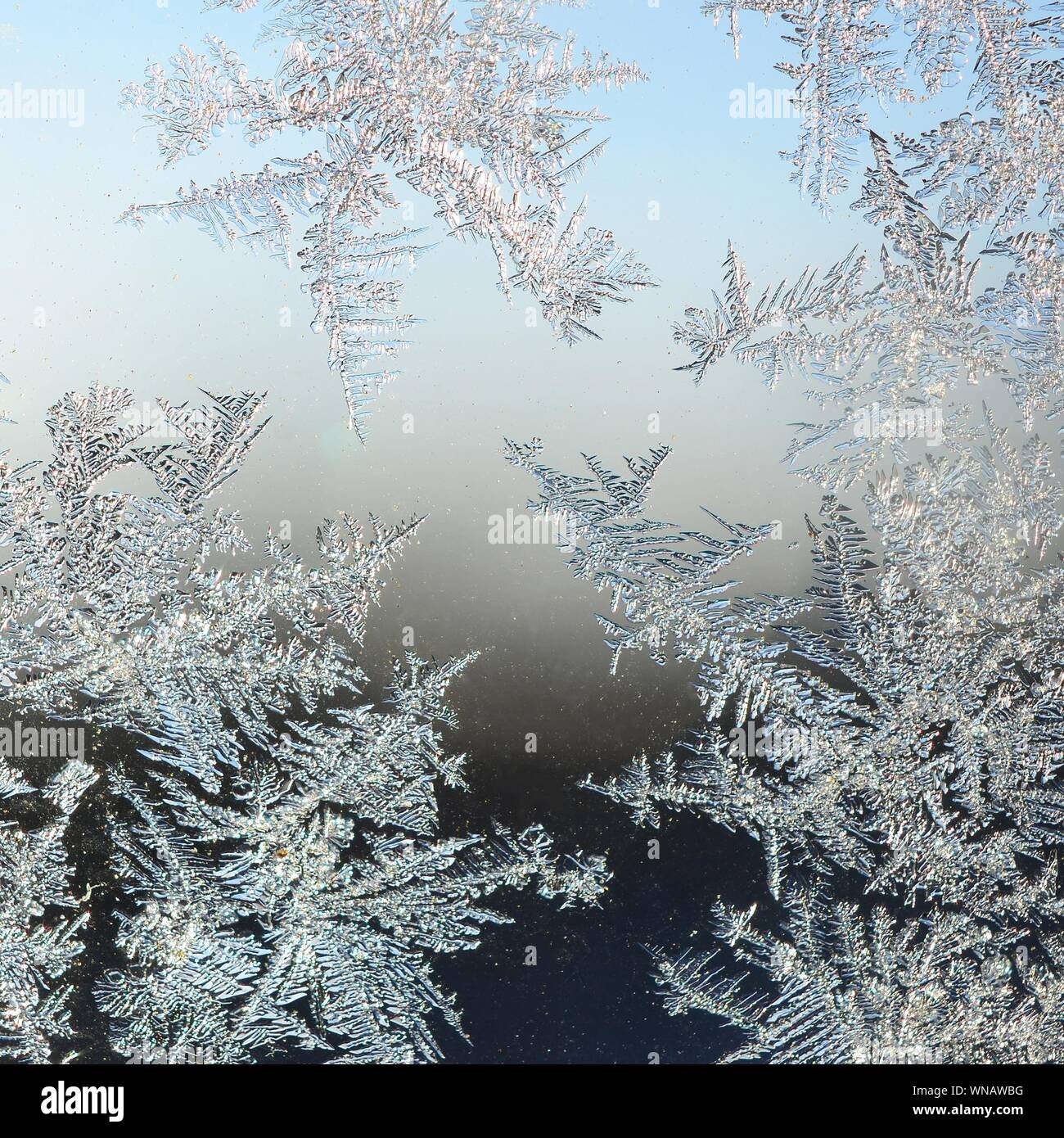 Frost On Window Pane