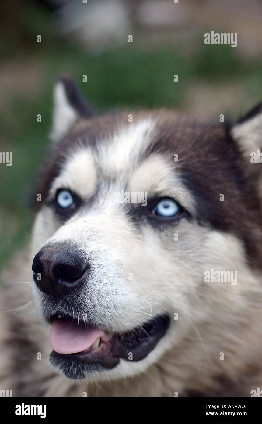Alaskan Malamute with blue eyes. The Arctic Malamute is a wonderful ...