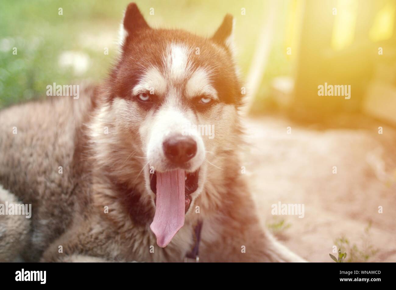 Husky dog yawning at the sun rays. Sleepy dog funny yawns with wide ...