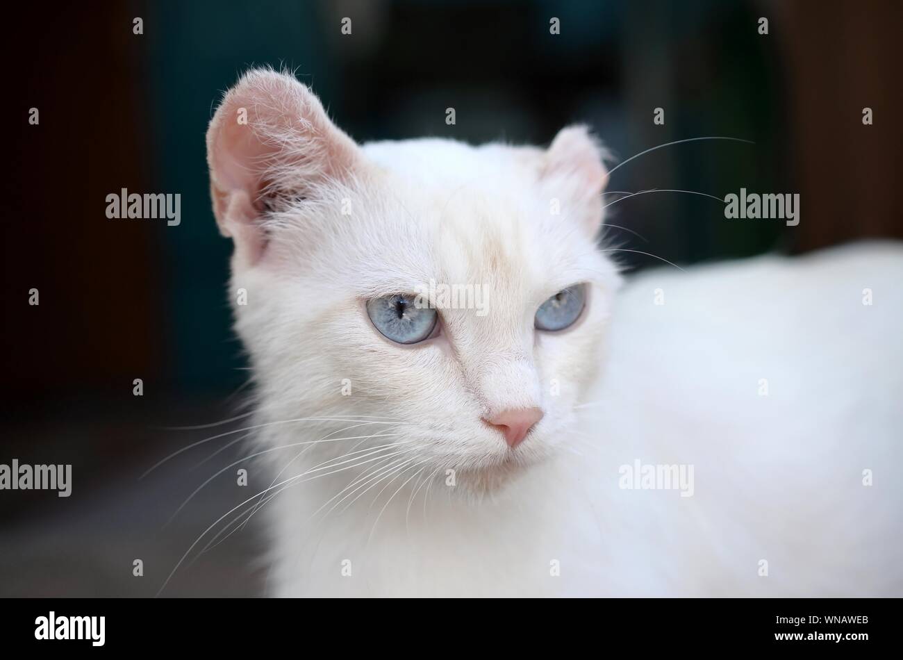A pure white cat with turquoise blue eyes and pink defective ears ...
