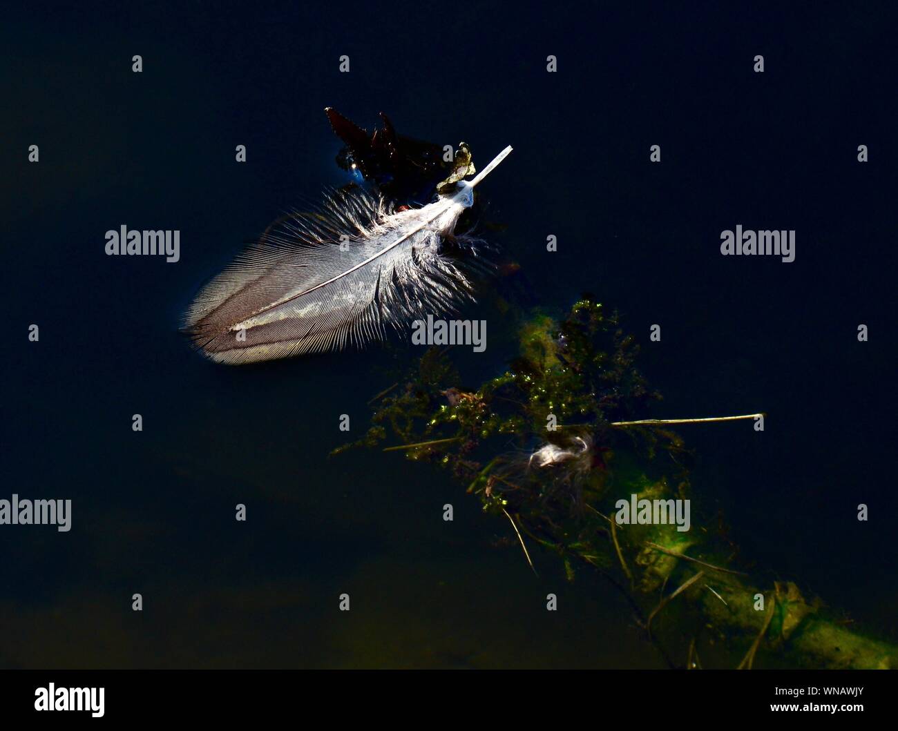 Feather floating on water hi-res stock photography and images - Alamy