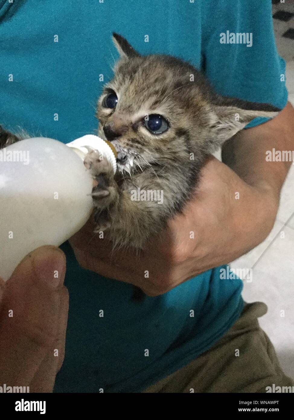 Hand feeding kitten hi-res stock photography and images - Alamy
