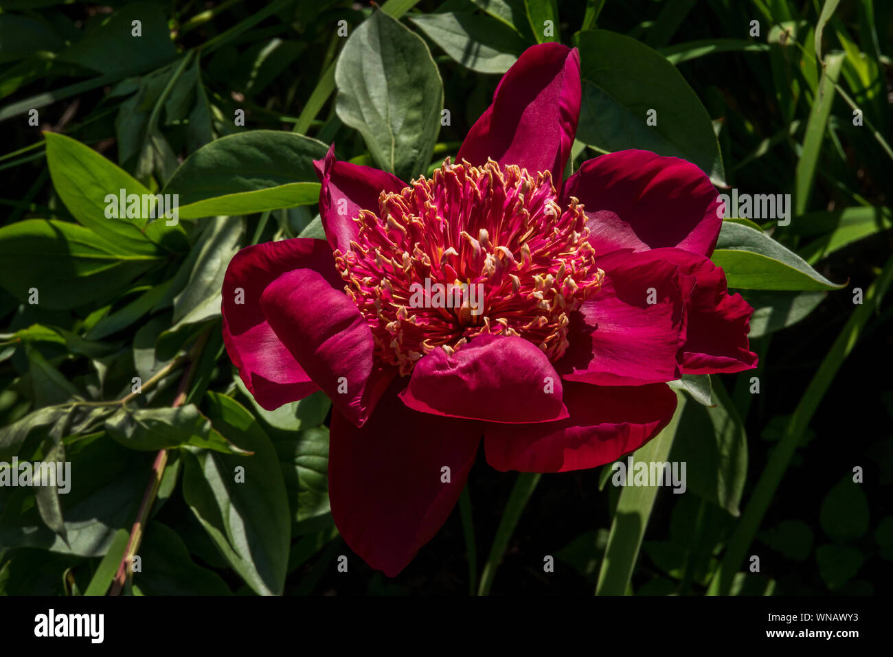Dark Maroon Petals High Resolution Stock Photography and Images - Alamy