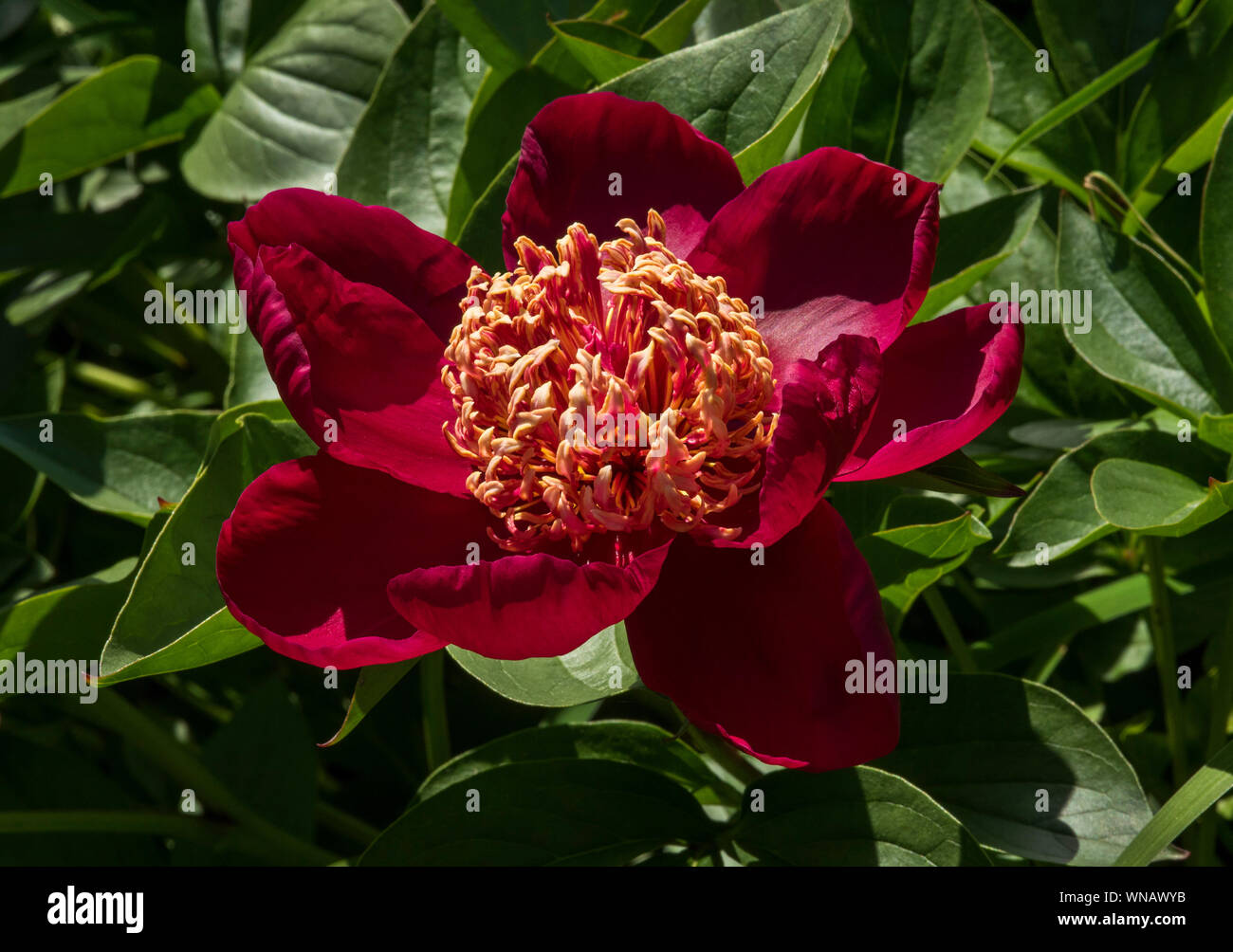 Dark Maroon Petals High Resolution Stock Photography and Images - Alamy