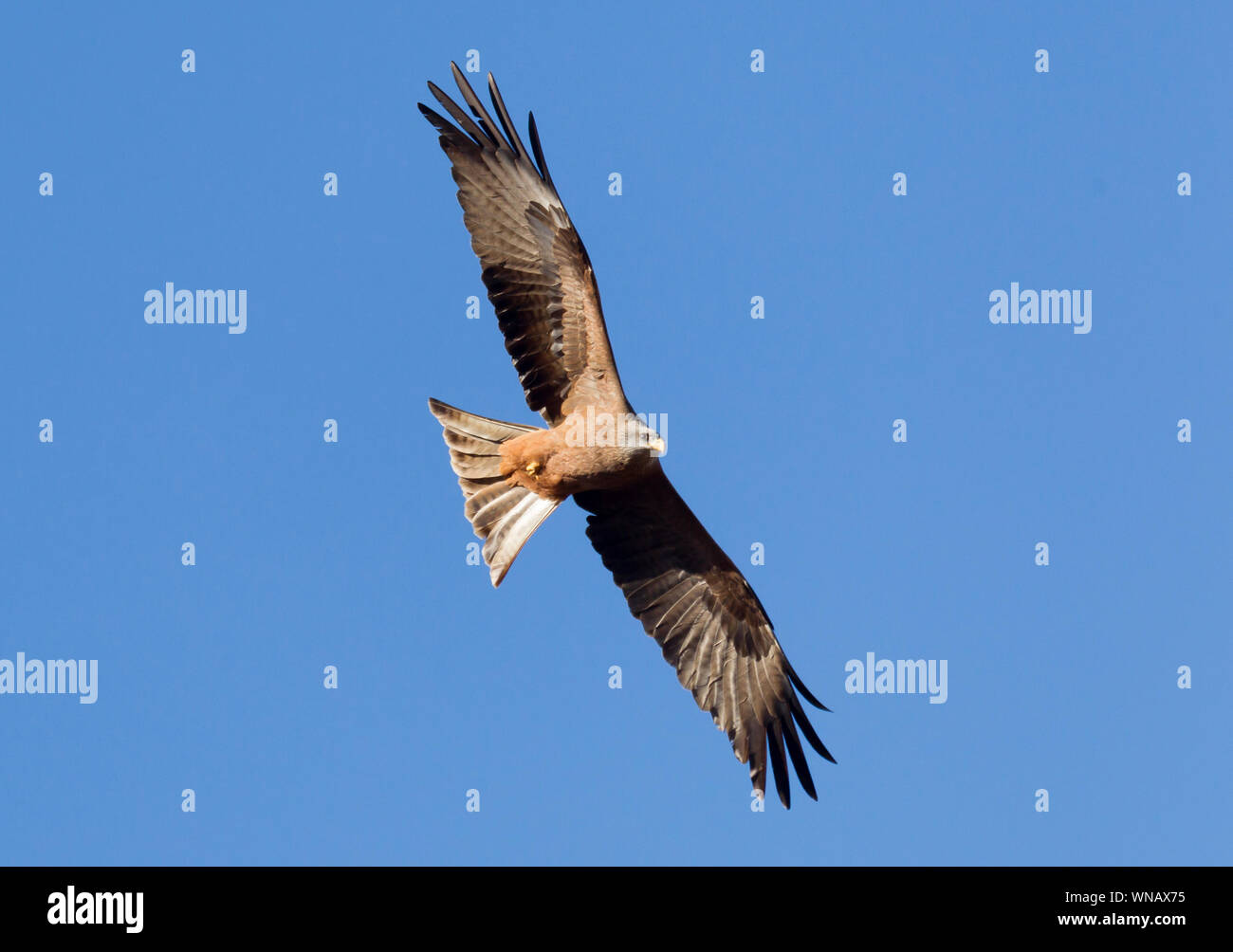 Yellow Billed Kite flying in the south of Madagascar Stock Photo - Alamy