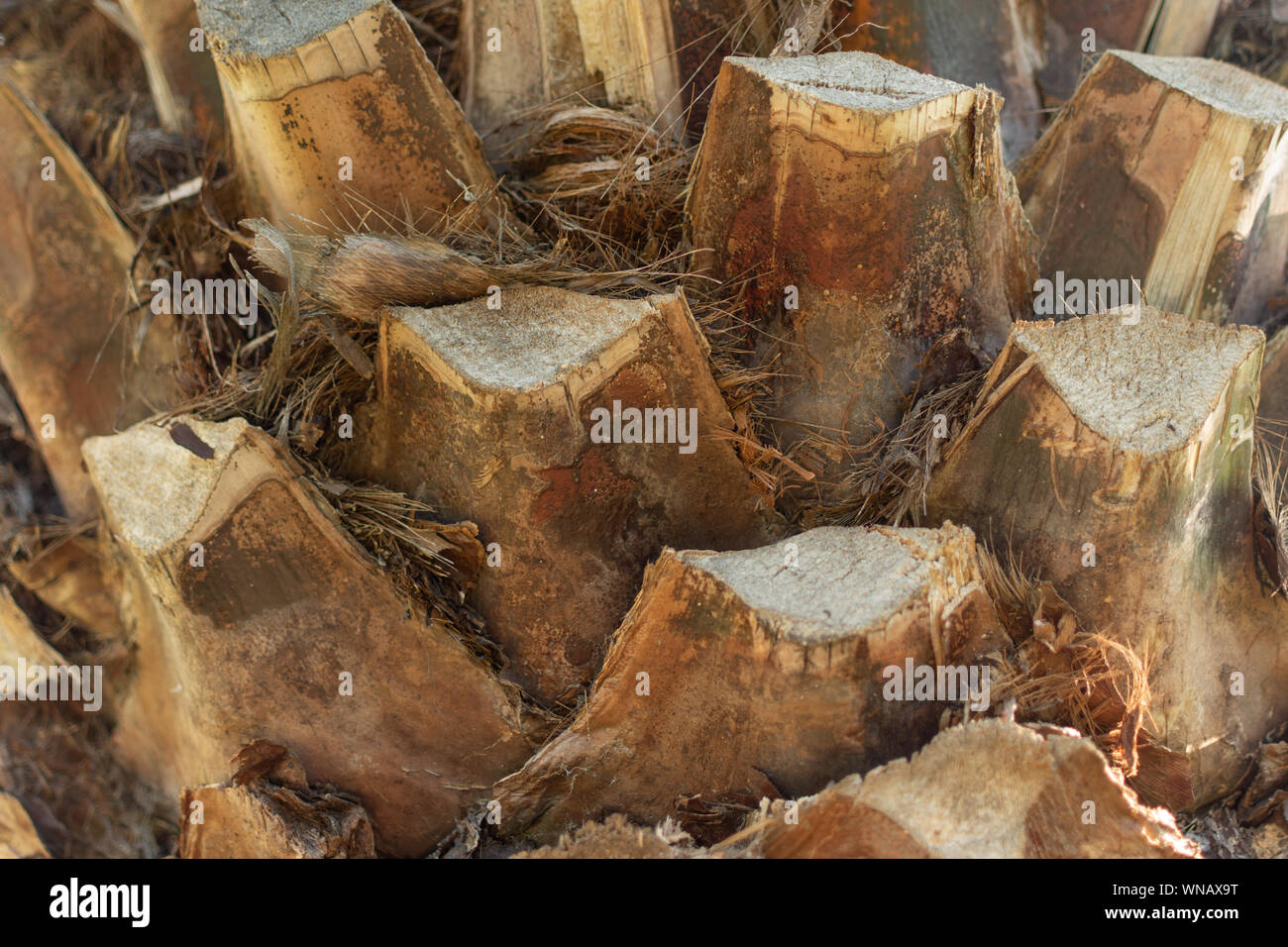 Palm tree bark texture. Palm bark background Stock Photo - Alamy