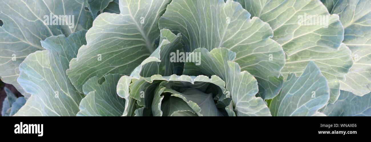 Fresh cabbage from farm field in the garden. View of green plants ...
