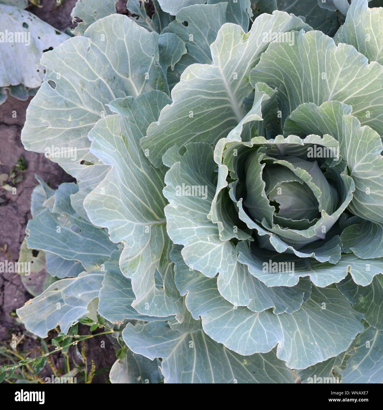 Fresh cabbage from farm field in the garden. View of green plants ...