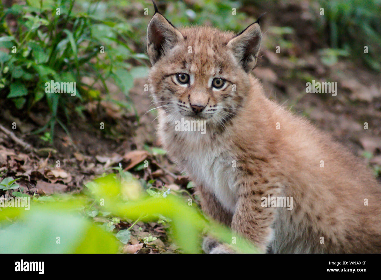 Young lynx hi-res stock photography and images - Alamy