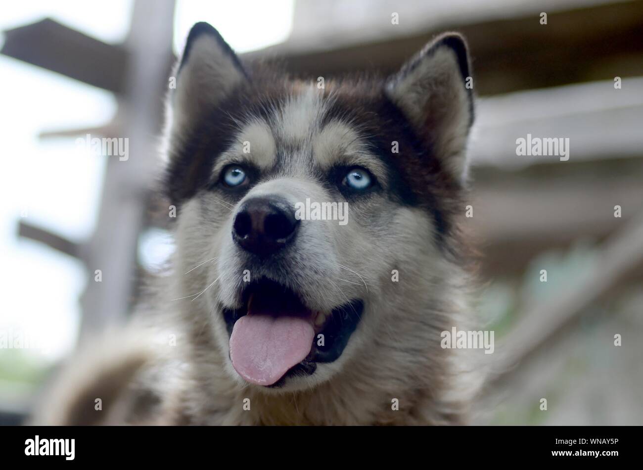 Alaskan Malamute with blue eyes. The Arctic Malamute is a wonderful ...