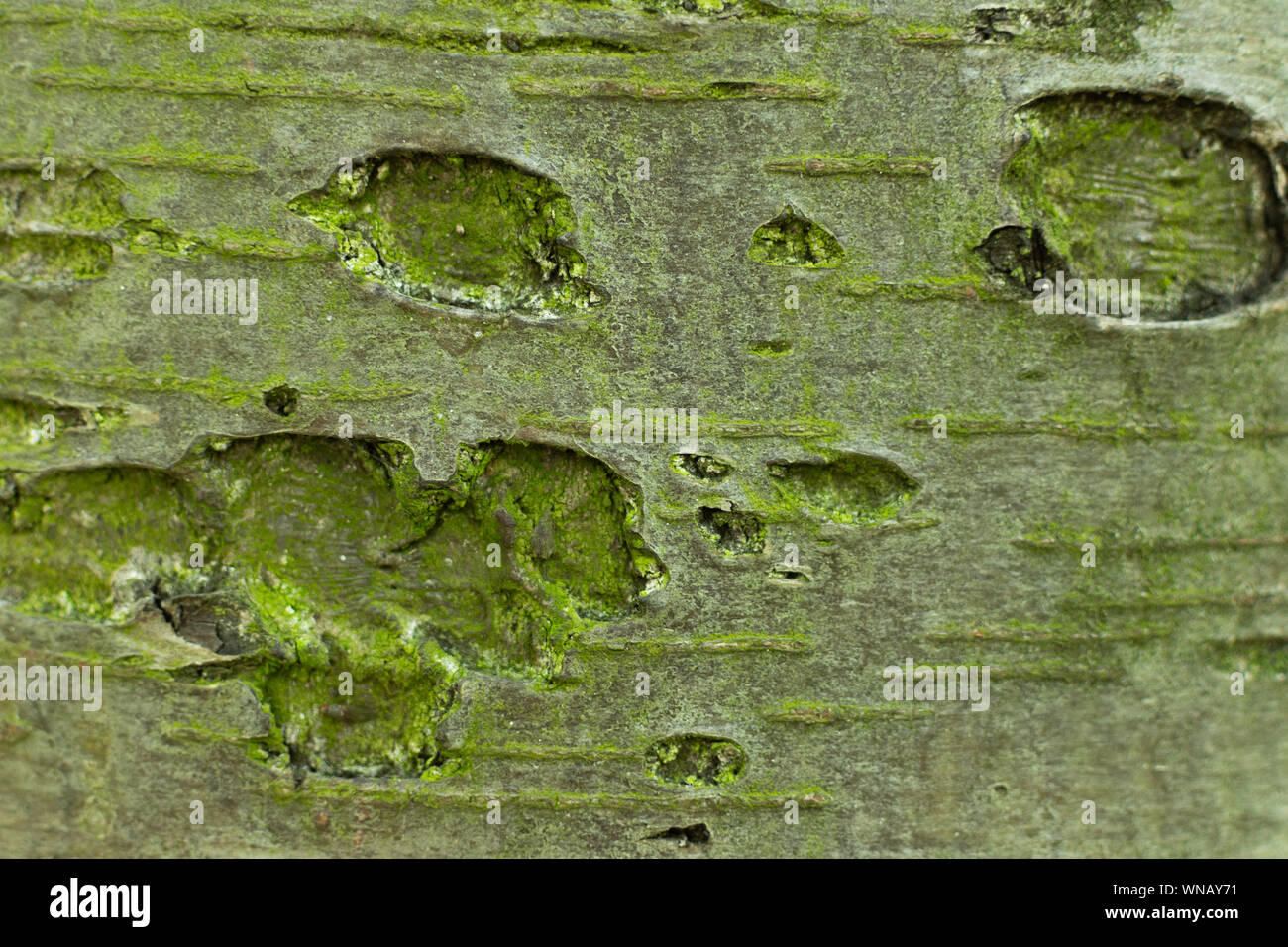Texture of tree bark. Rough green bark closeup Stock Photo - Alamy