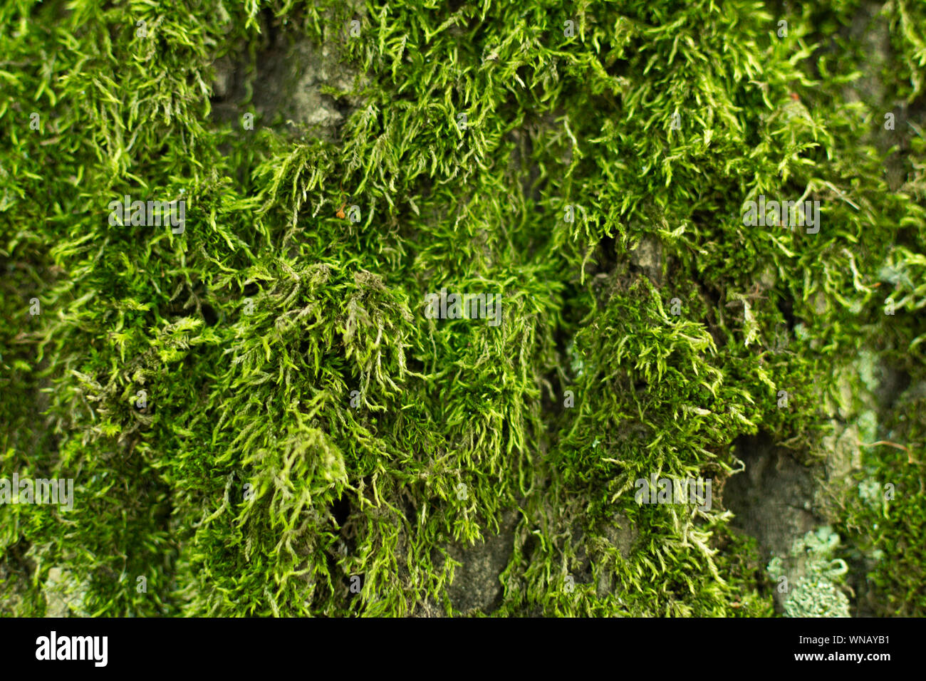 Texture of tree bark with moss. Green moss on a tree background in the ...