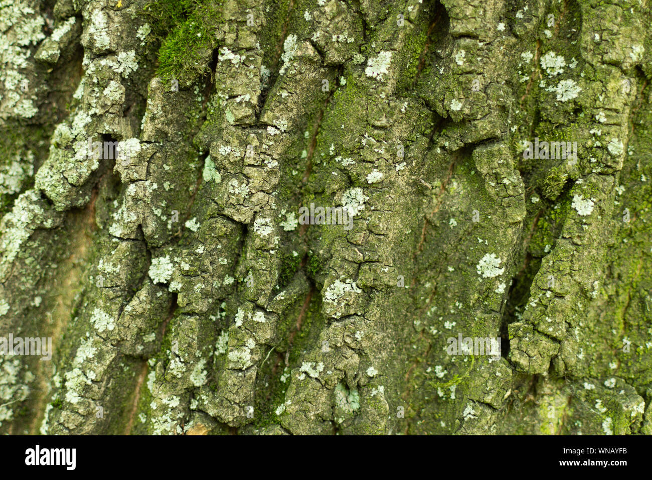 Texture of tree bark. Rough green bark closeup Stock Photo - Alamy