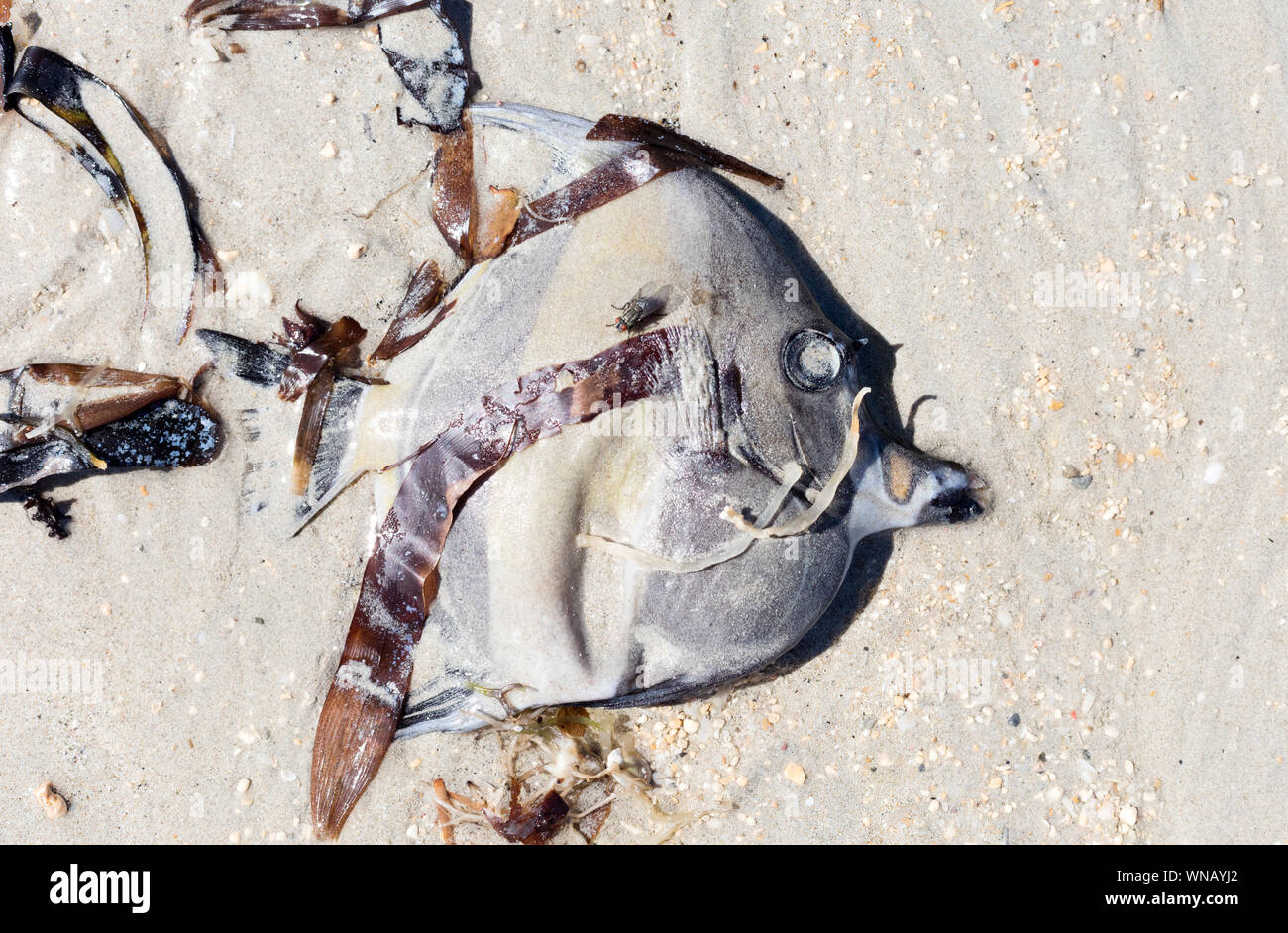 Dead tropical fish on a beach in Madagascar Stock Photo - Alamy