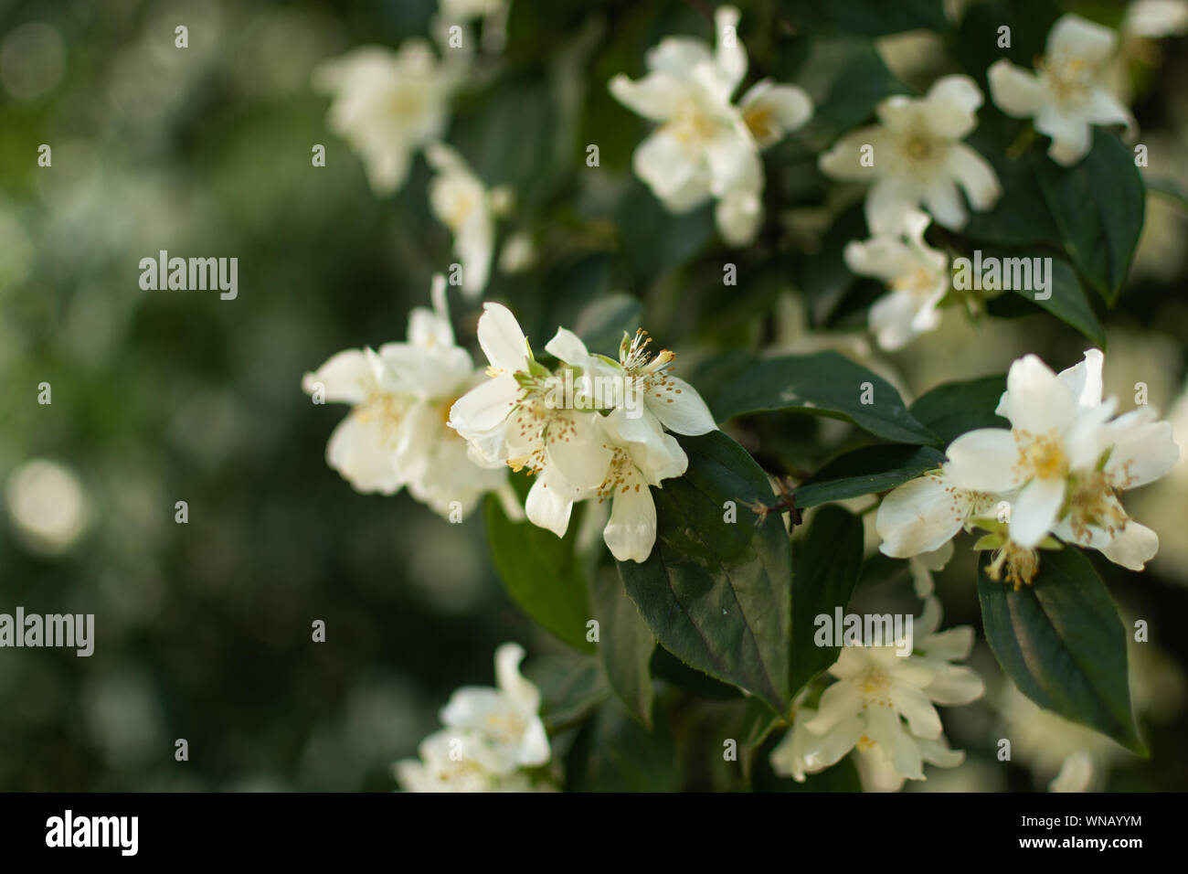 Jasmine flower bush background closeup. Beautiful jasmin flowers in ...
