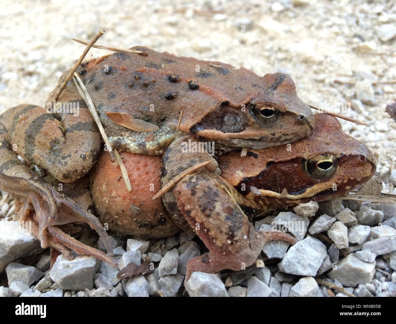 Two frogs mating hi-res stock photography and images - Alamy