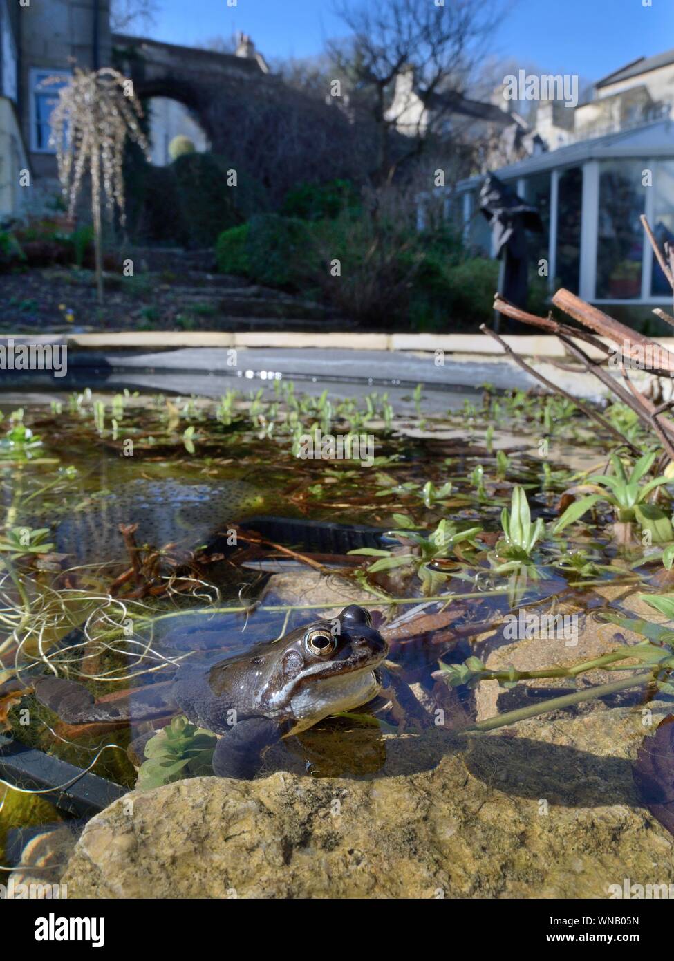 Common frog (Rana temporaria) and frogspawn in a garden pond, Wiltshire ...