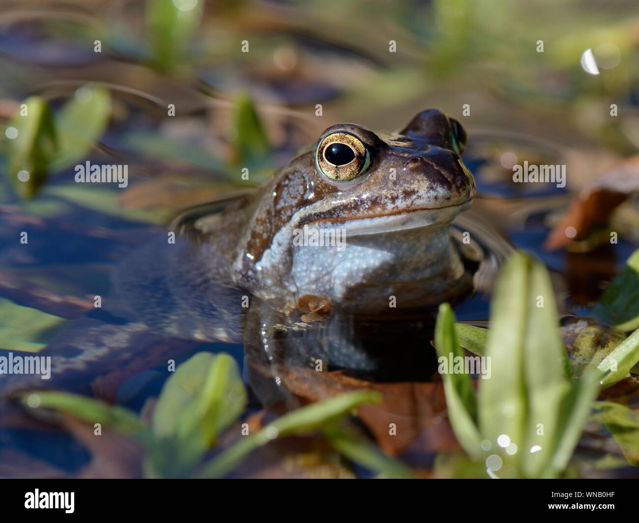 Common frog garden pond hi-res stock photography and images - Alamy
