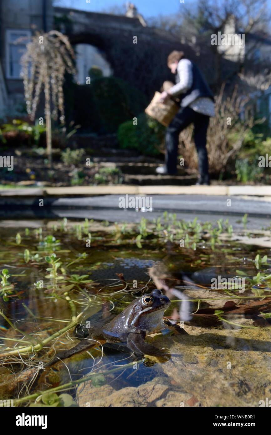 Common frog (Rana temporaria) and frogspawn in a garden pond with ...